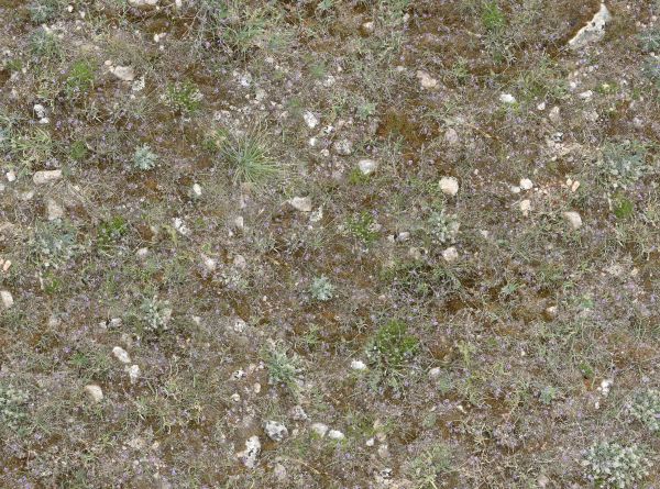 flowery grass on stones texture 0005 - Texturelib